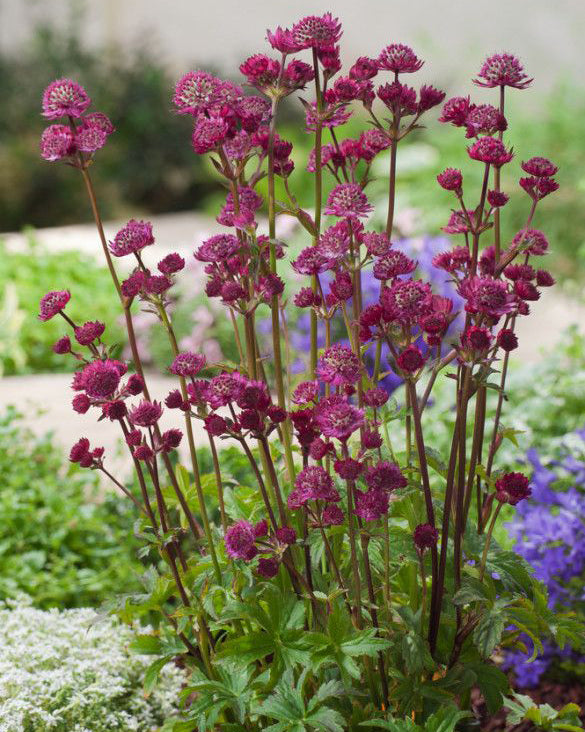 Astrancija 'Astra Red' – Nakų ūkis