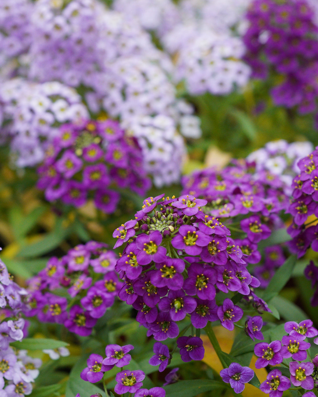 Medutis (Alisiukas) – Nakų ūkis